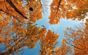 Charm Unveiled | Picturesque autumn in Uxin Banner, Inner Mongolia ...